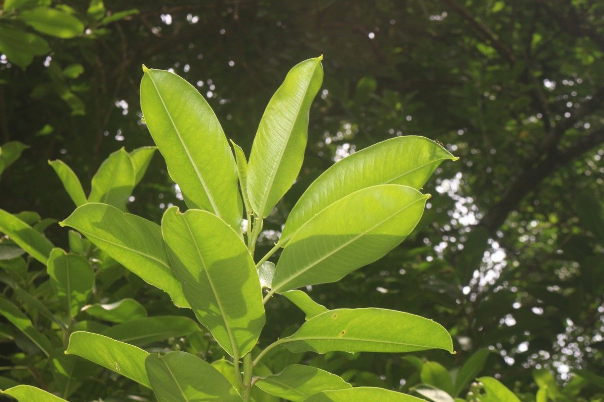 Flora of Sri Lanka